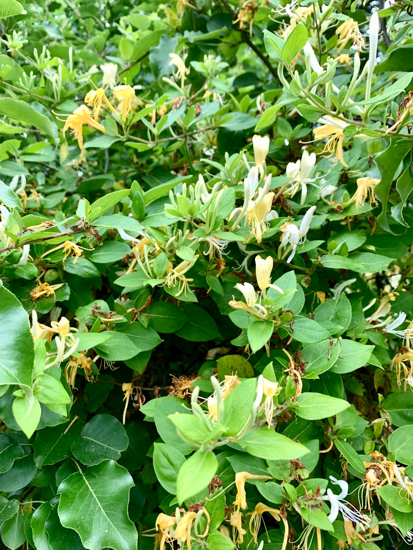 Sweet Nectar | Honeysuckle-infused scented salve, natural perfume, hea ...