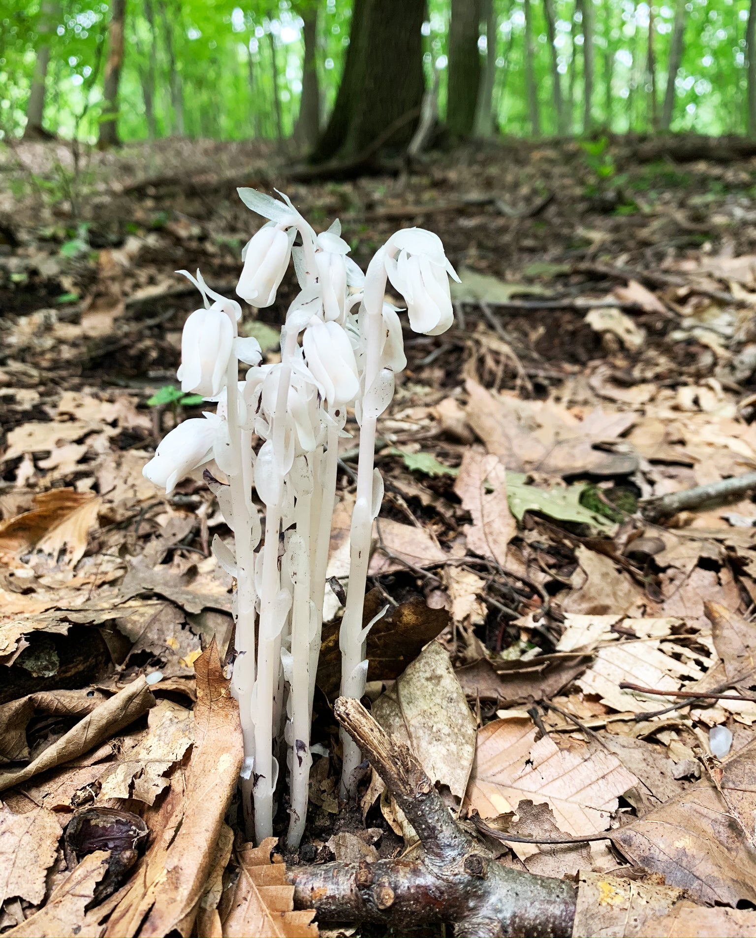 What's Ghost Pipe? – Glam Gardener NYC
